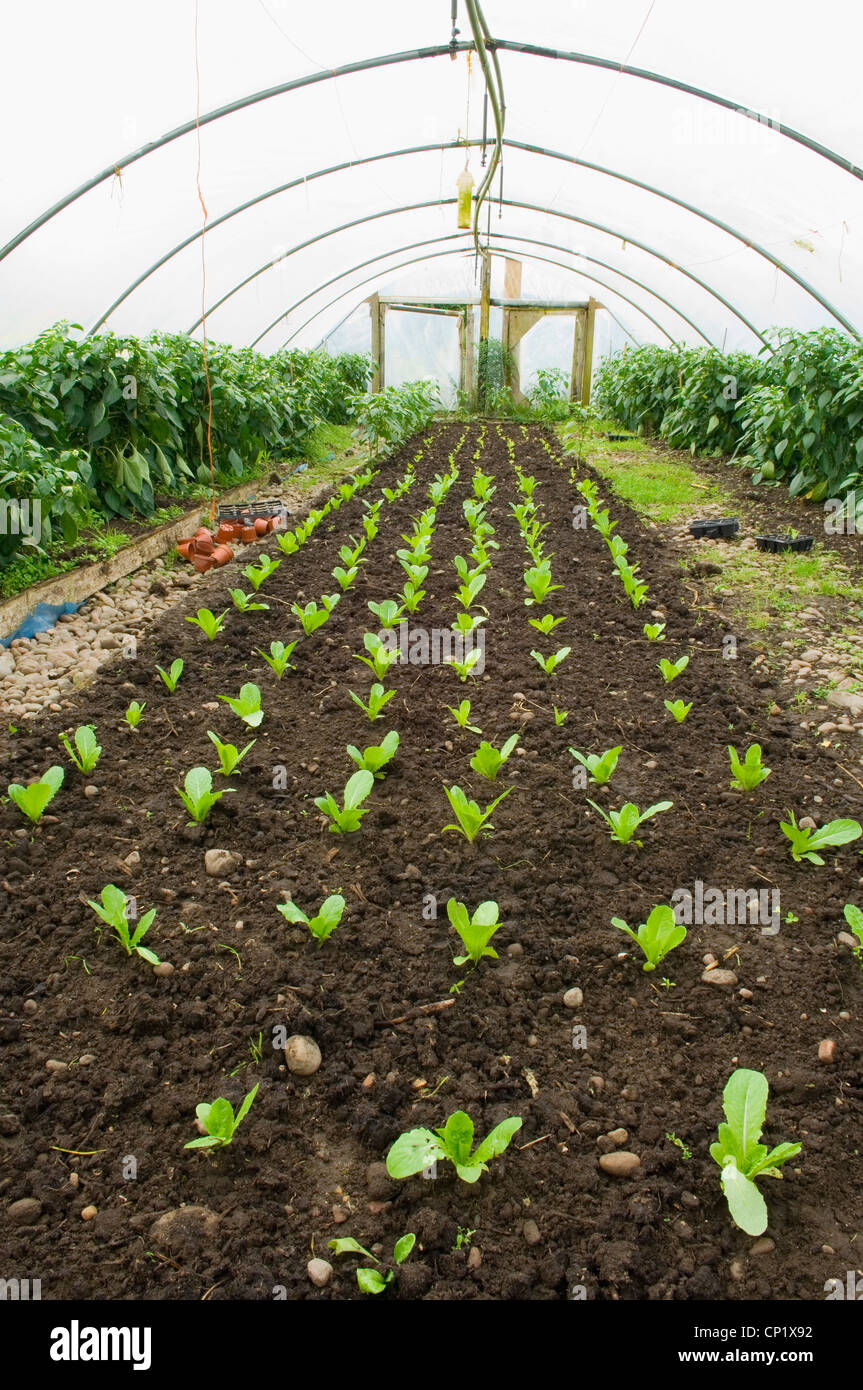Growing organic vegetables in a small polytunnel Stock Photo - Alamy
