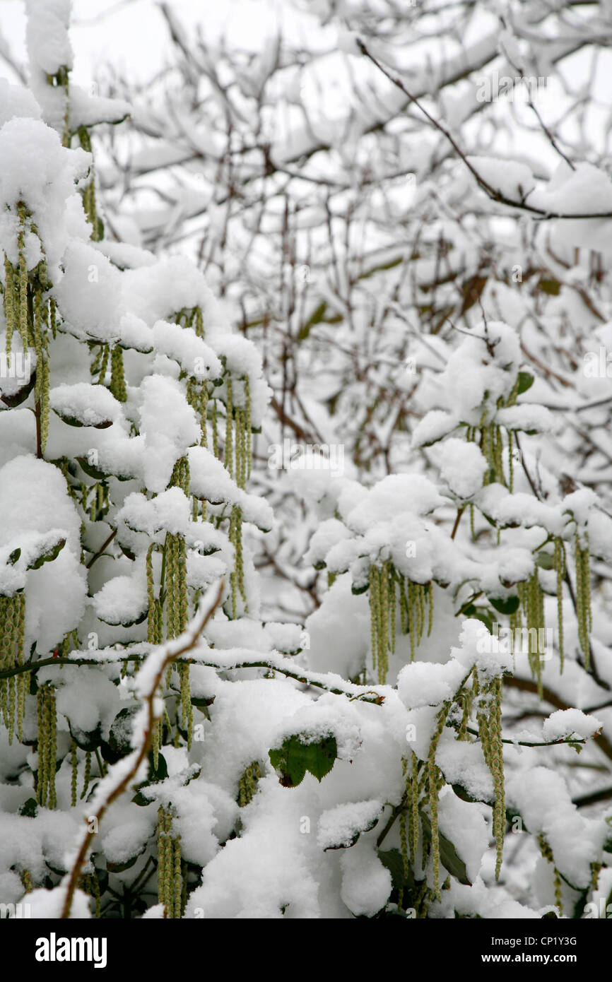 Trees in snow Stock Photo - Alamy