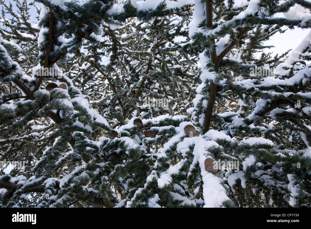 Trees in snow Stock Photo - Alamy