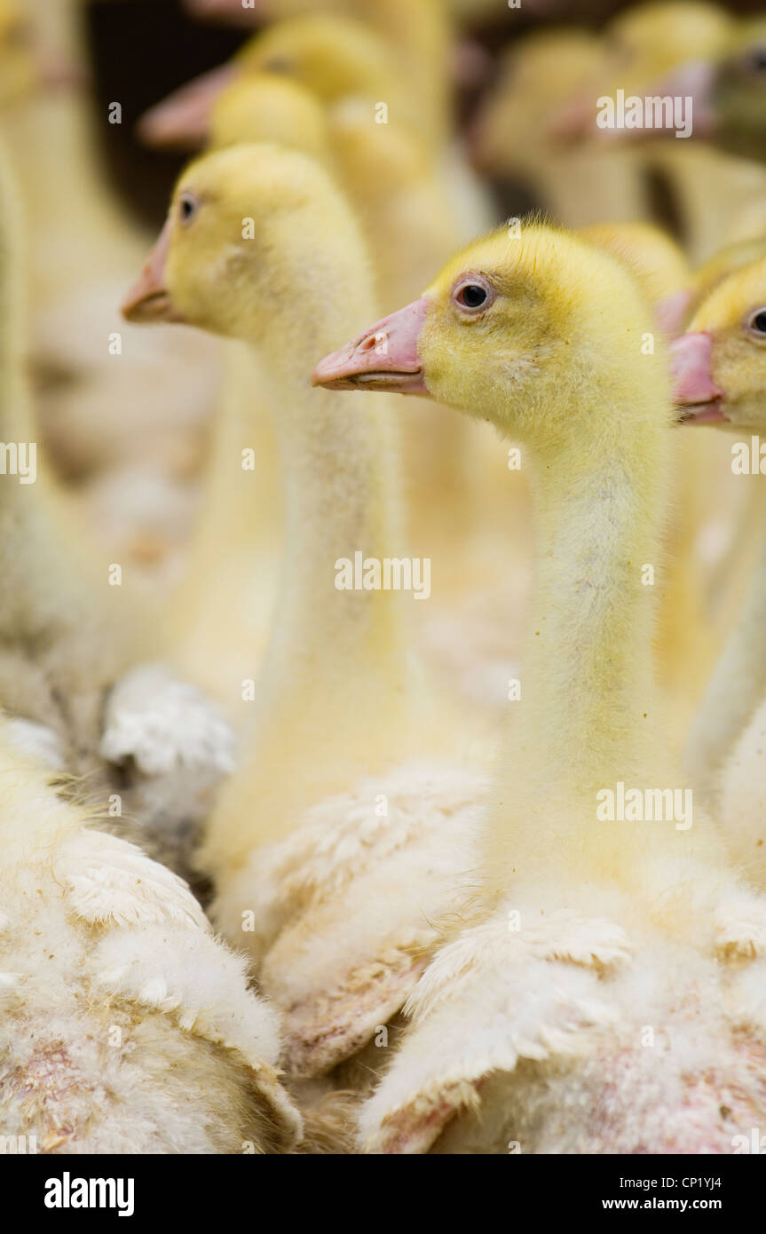 Gosling goslings hi-res stock photography and images - Alamy