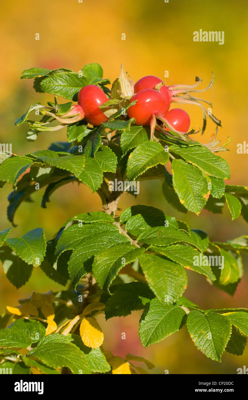 Rosehip shrub hi-res stock photography and images - Alamy