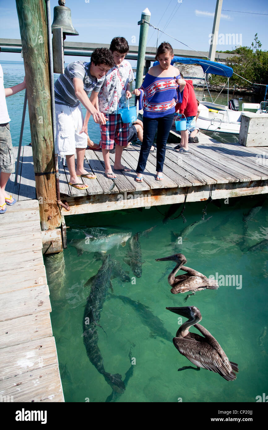 Tarpon fish hi-res stock photography and images - Alamy