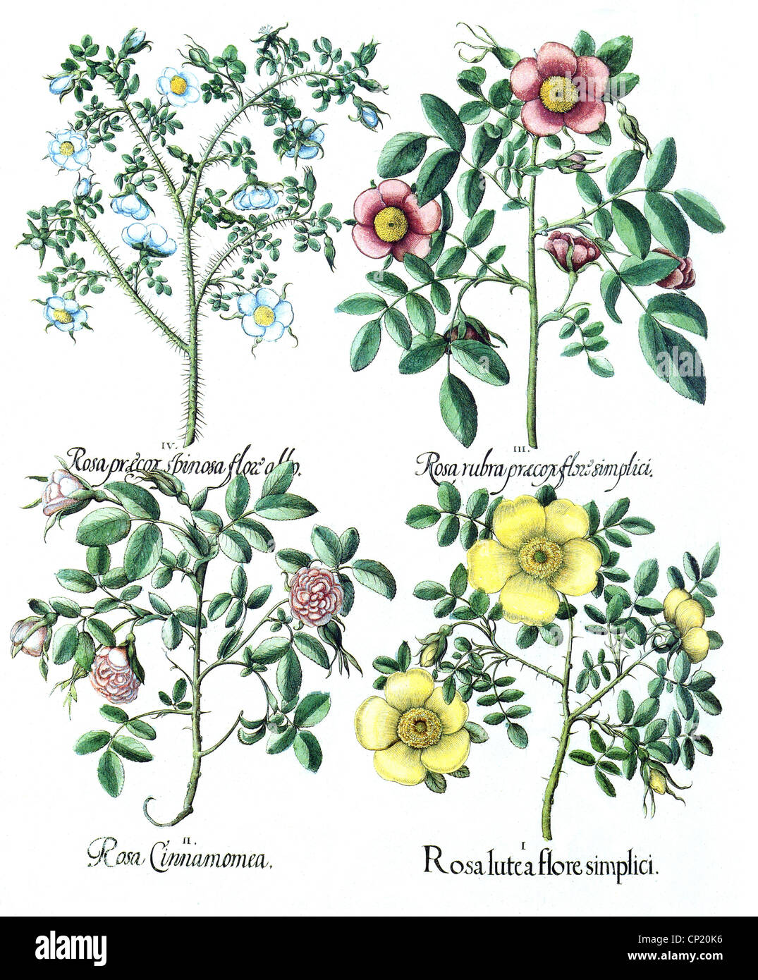 botany, flowers, roses, light yellow burnet rose (Rosa, Artist's ...