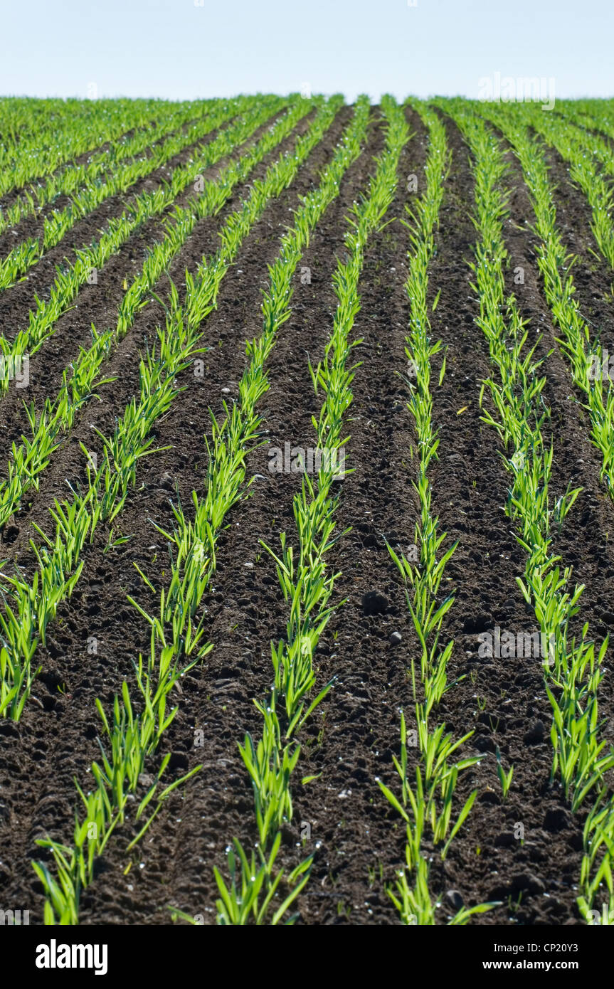 Seedlings growing in lines in a field Stock Photo - Alamy