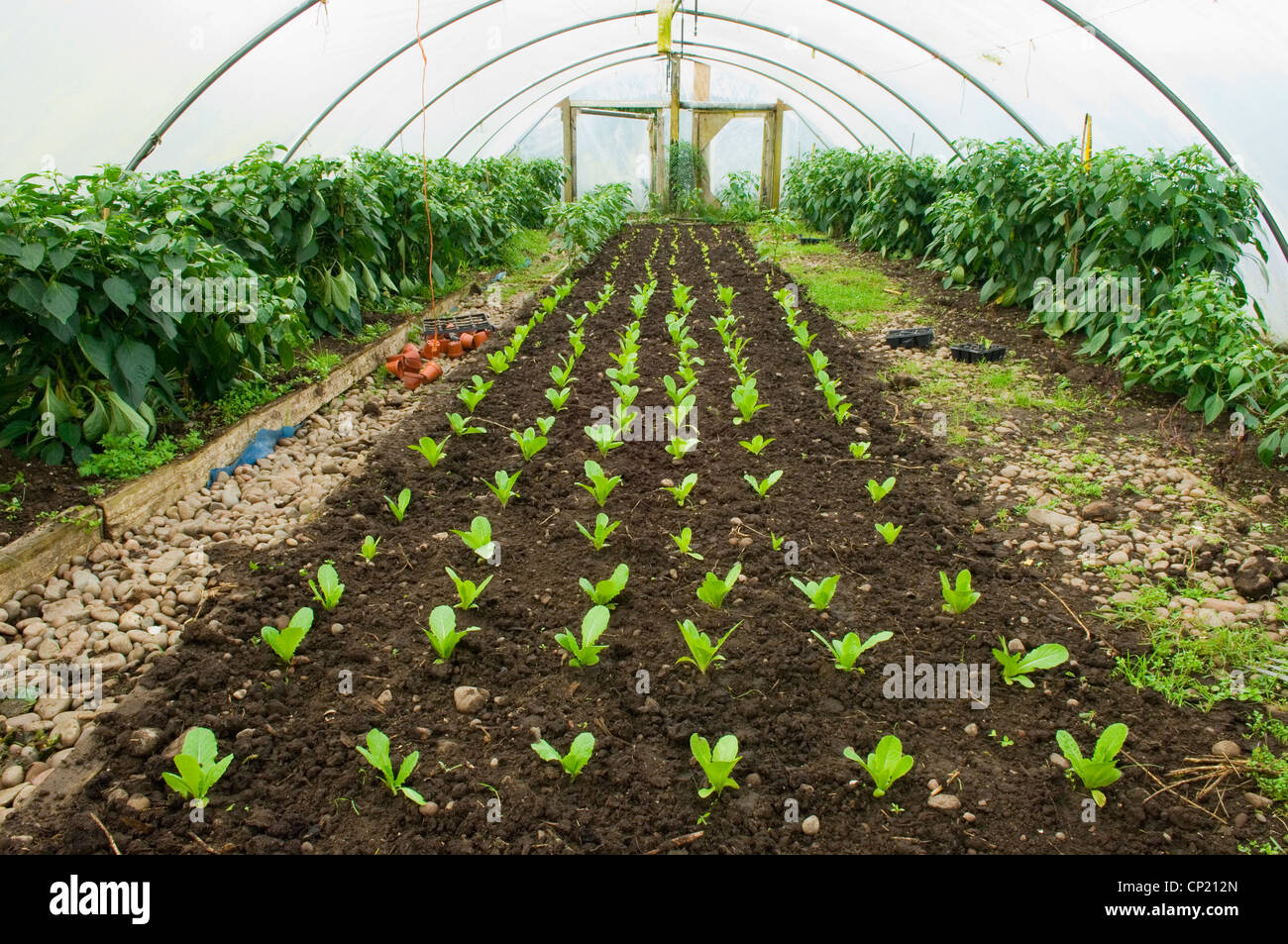 Growing organic vegetables in a small polytunnel Stock Photo - Alamy