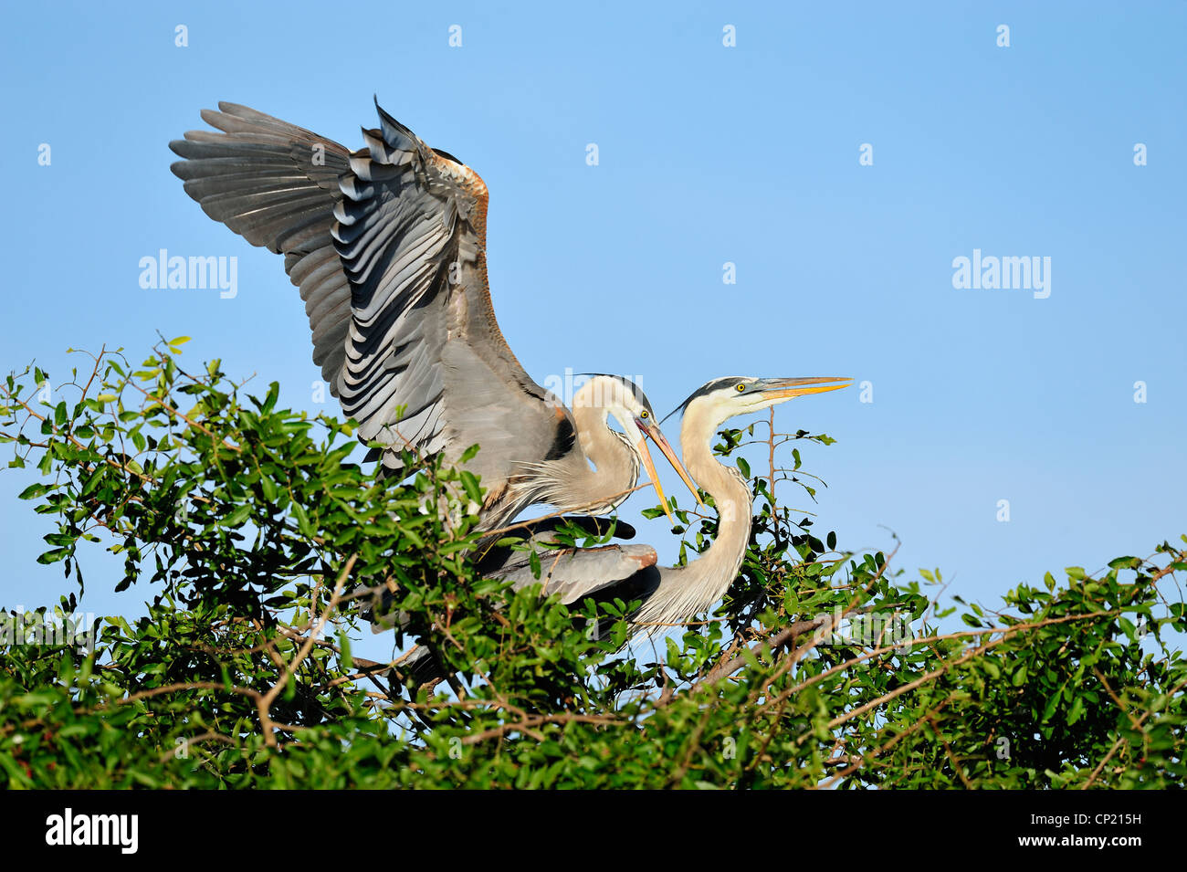 Mating adaptations hi-res stock photography and images - Alamy