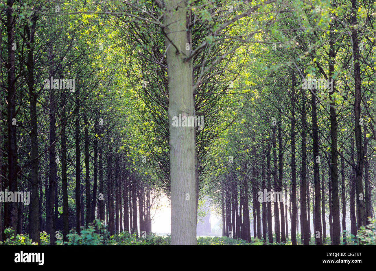 Man made forest hi-res stock photography and images - Alamy