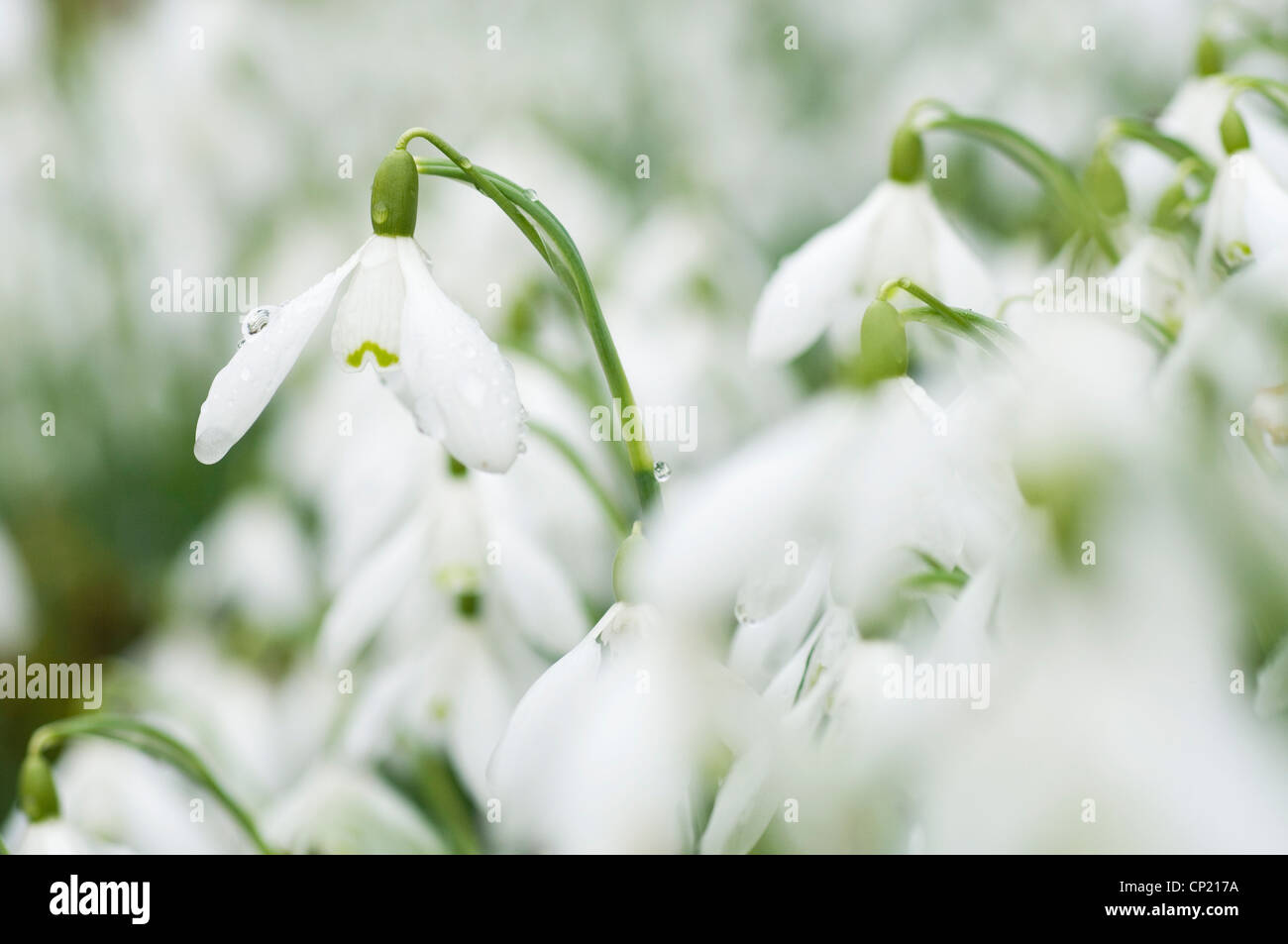 Native snowdrops hi-res stock photography and images - Alamy