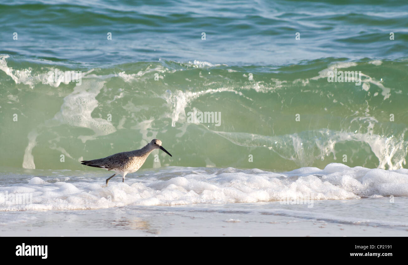 A Sandpiper fishing on the Alabama gulf coast Stock Photo - Alamy