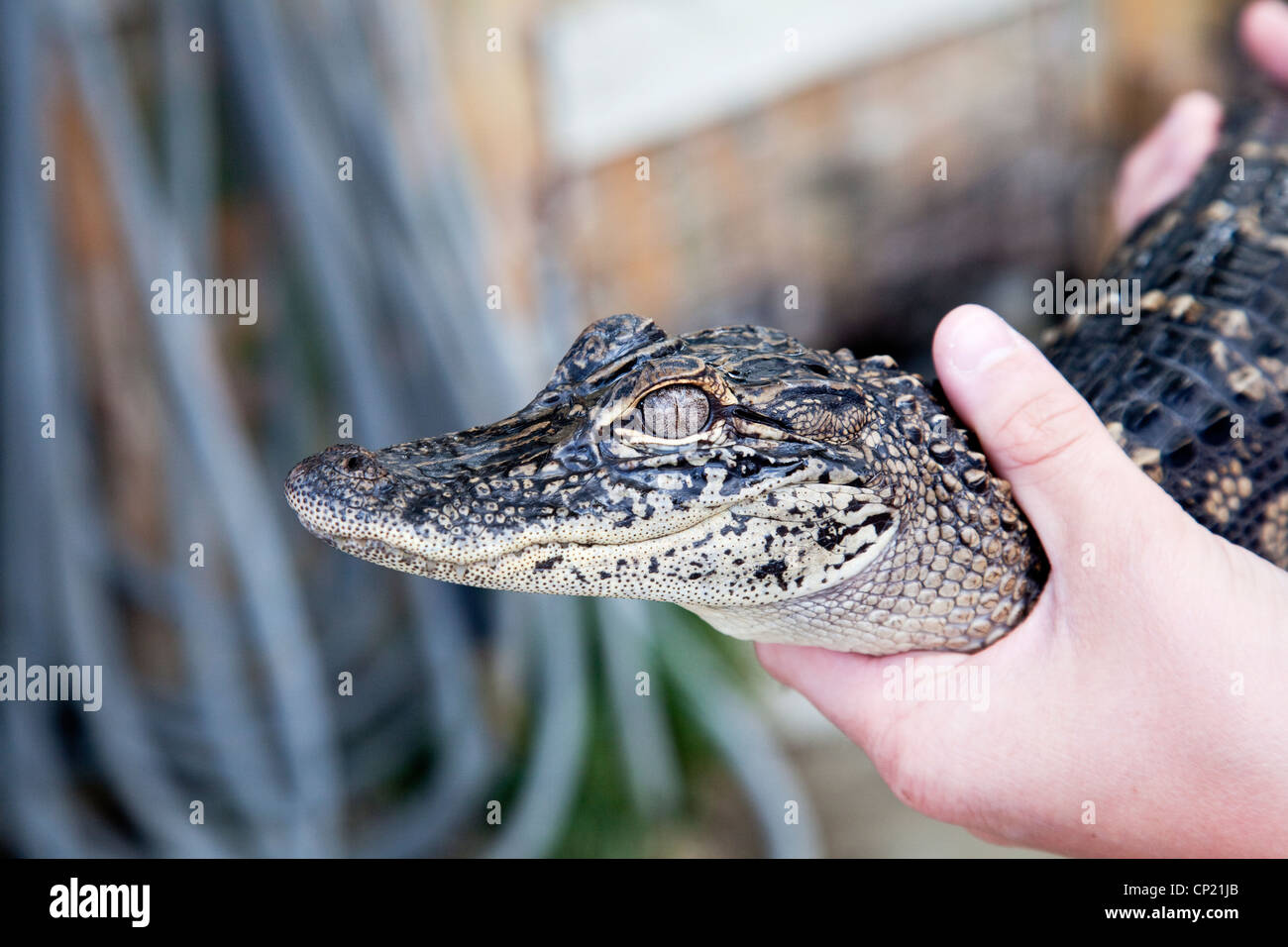 Girl holding baby alligator hi-res stock photography and images - Alamy