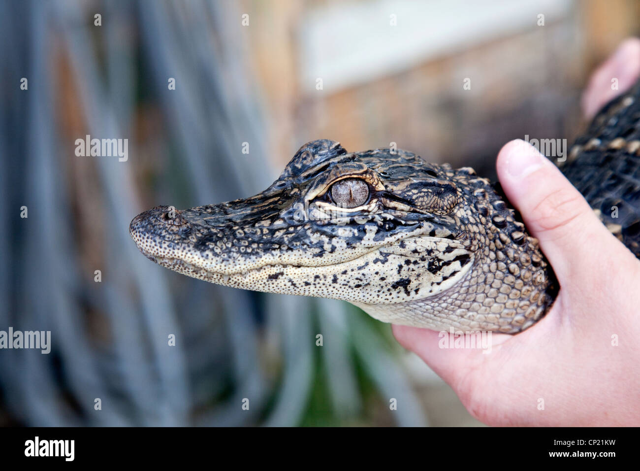 Alligator eyes close up hi-res stock photography and images - Alamy
