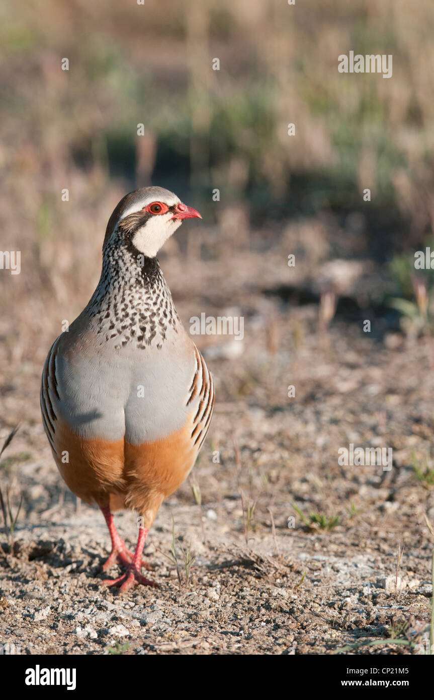 Red-legged Partridge (Alectoris rufa) in cereal steppe, Spain Stock ...