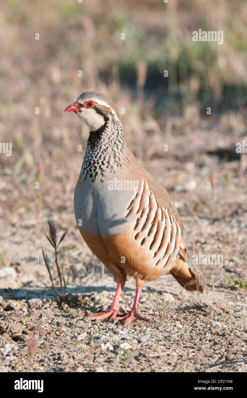 Red-legged Partridge (Alectoris rufa) in cereal steppe, Spain Stock ...