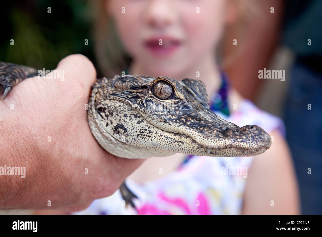 Baby american alligator florida usa hi-res stock photography and images ...