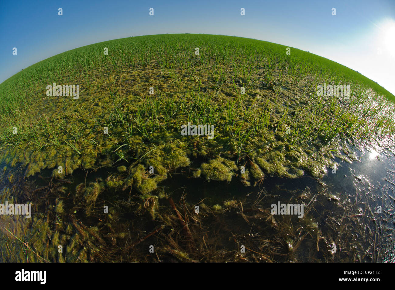 Riz rice field hi-res stock photography and images - Alamy