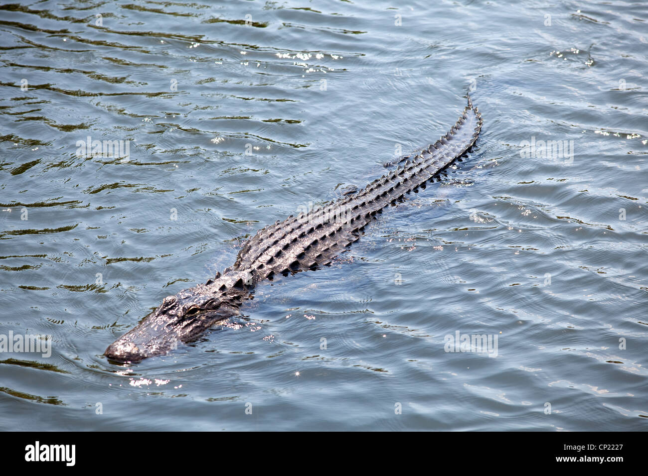 American alligator swimming hi-res stock photography and images - Alamy