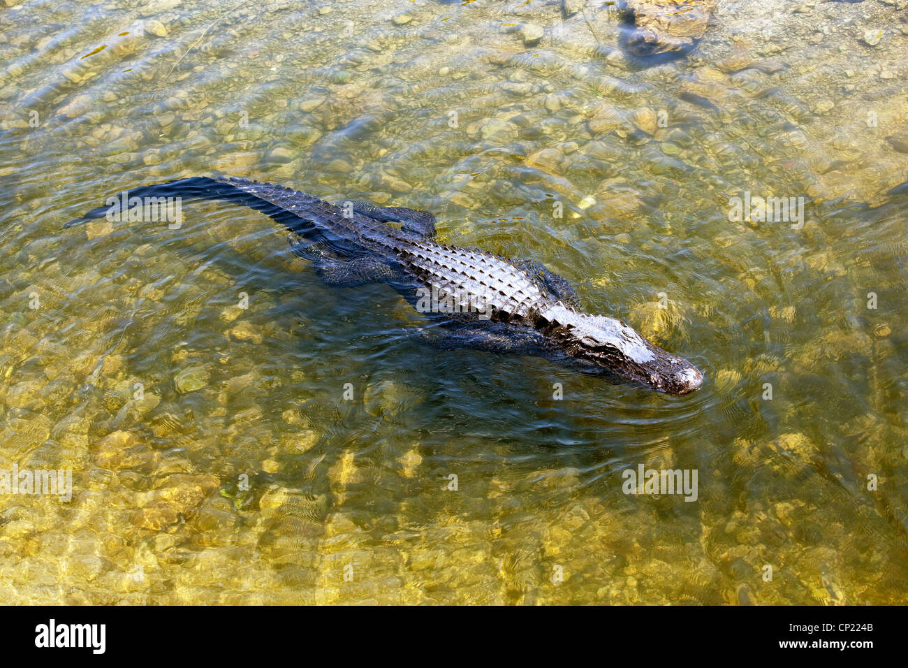 American alligator swimming in lake hi-res stock photography and images ...