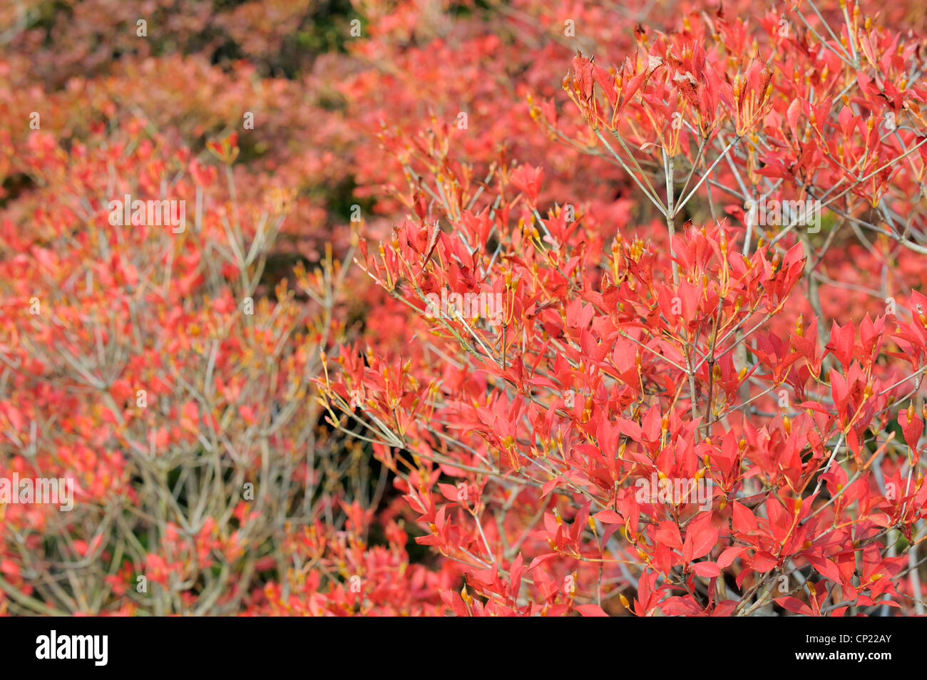 Autumnal colour japan hi-res stock photography and images - Alamy