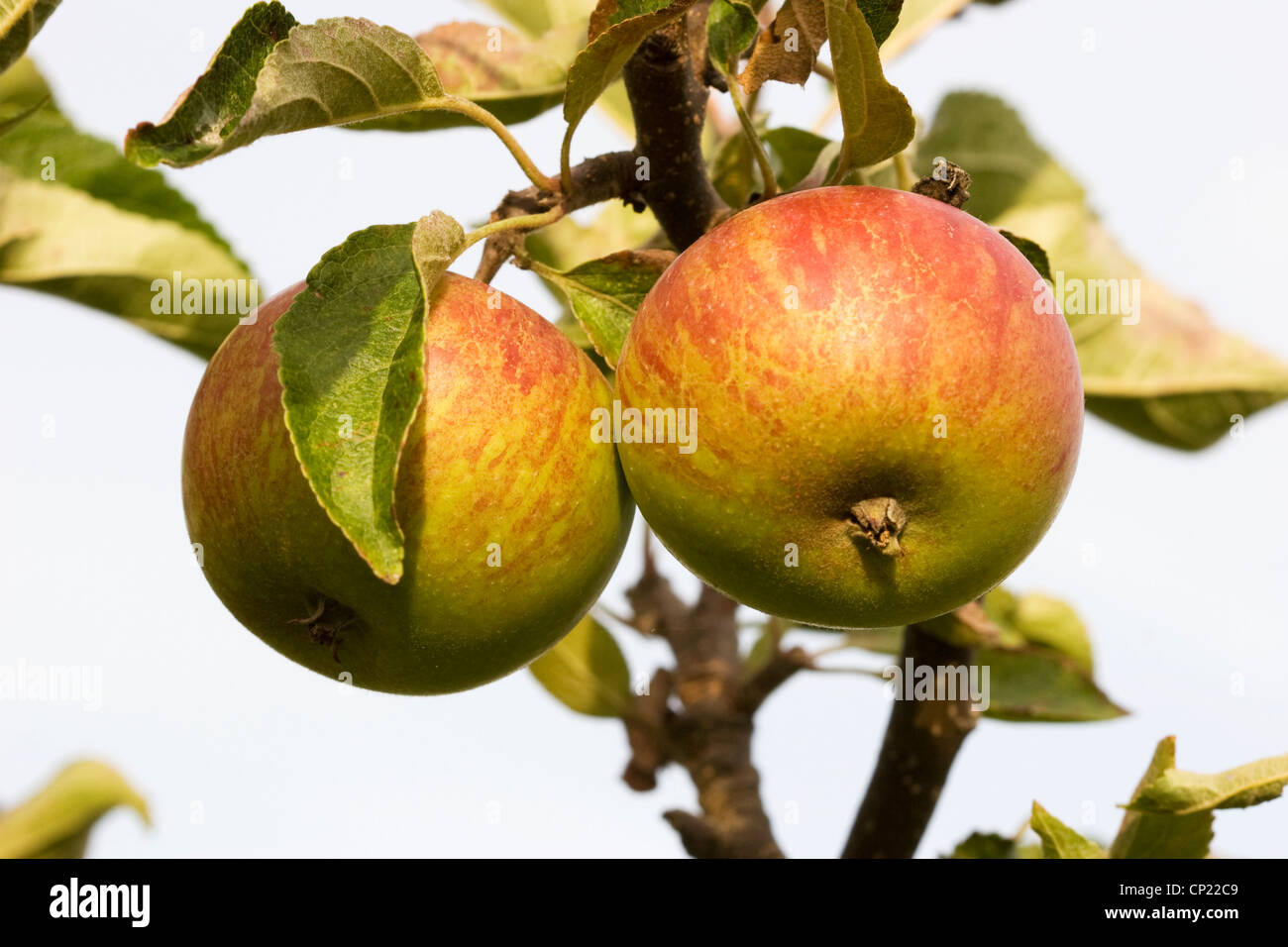 Two Ellison's Orange apples, in a tree in the orchard, at HOCO, Bristol ...