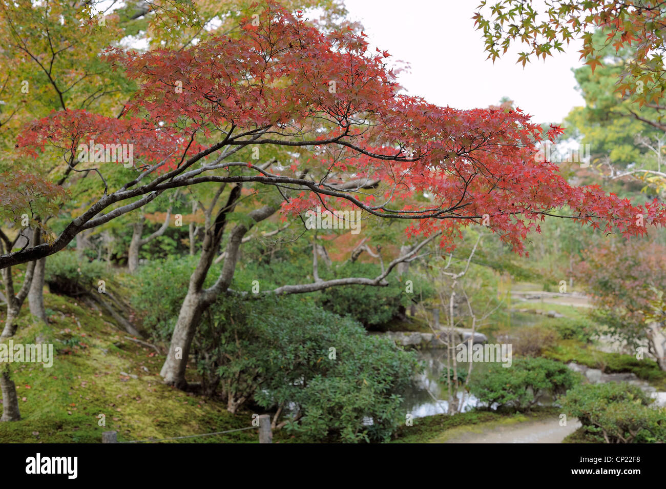 Japanese maple trees in autumn, Japan Stock Photo - Alamy
