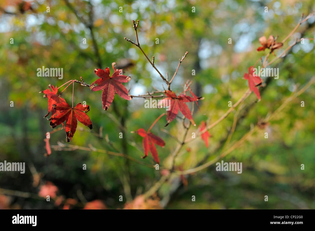 faded Japanese red maple leaves in autumn, Japan Stock Photo - Alamy