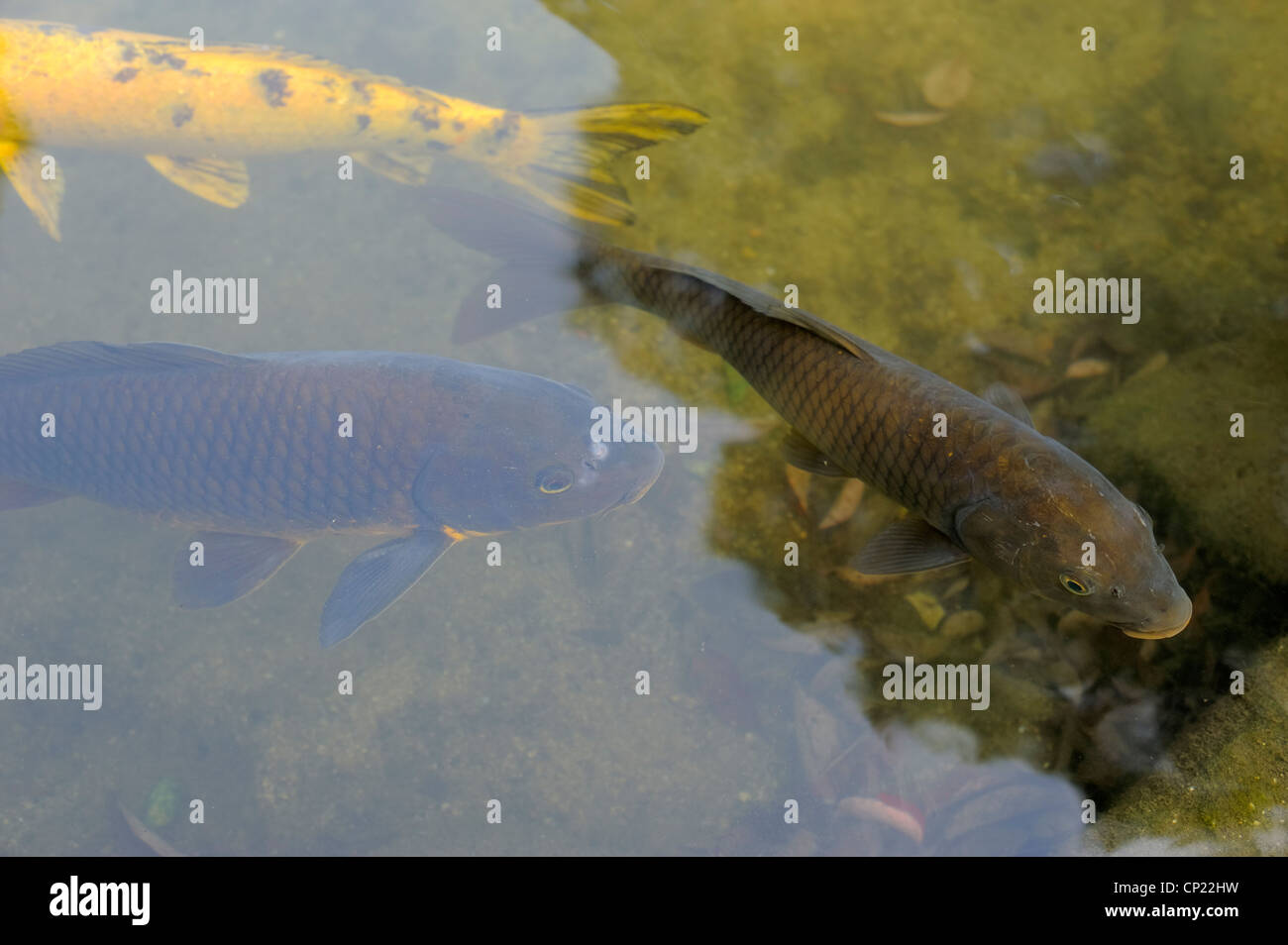 Japanese Koi carps in a pond, Japan Stock Photo - Alamy
