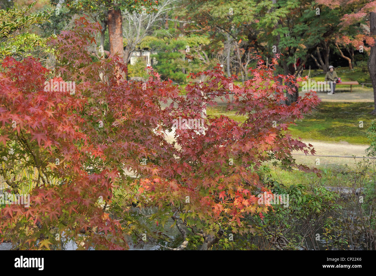 Red bench japanese garden High Resolution Stock Photography and Images ...