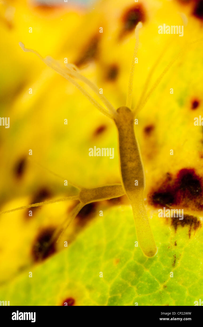 Individual of Hydra seen underwater. This is a freshwater member of the ...