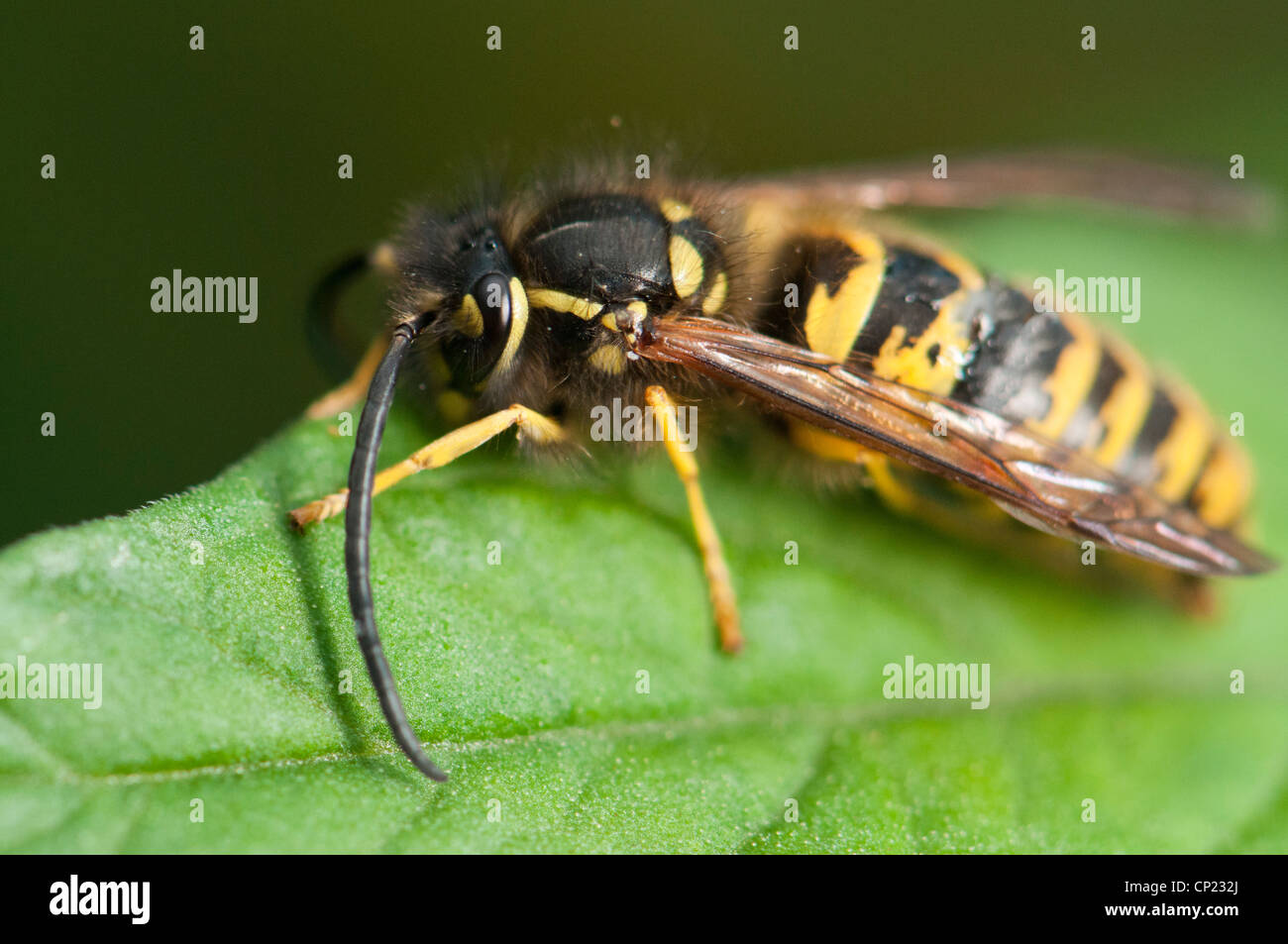 Wasp (Vespula spp.) on foliage in autumn, Spain Stock Photo - Alamy