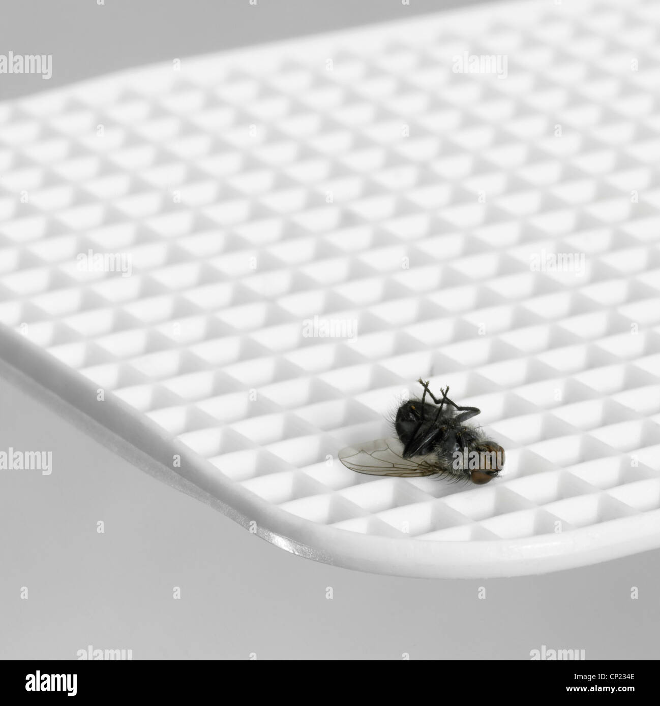 white fly flap and dead supine fly on it, in light grey back Stock ...
