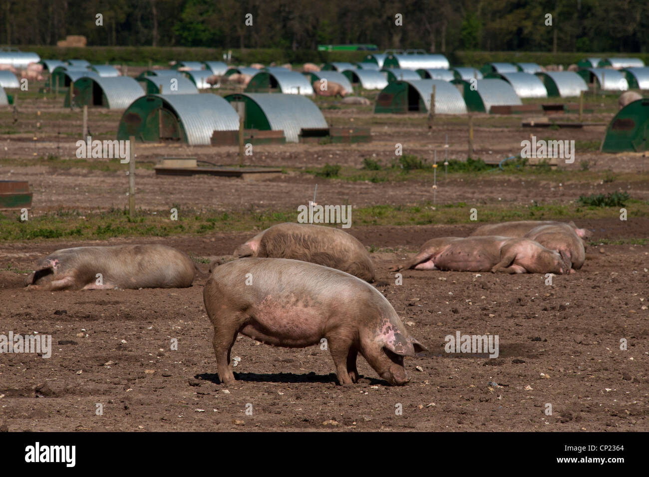 Thetford Range High Resolution Stock Photography and Images - Alamy