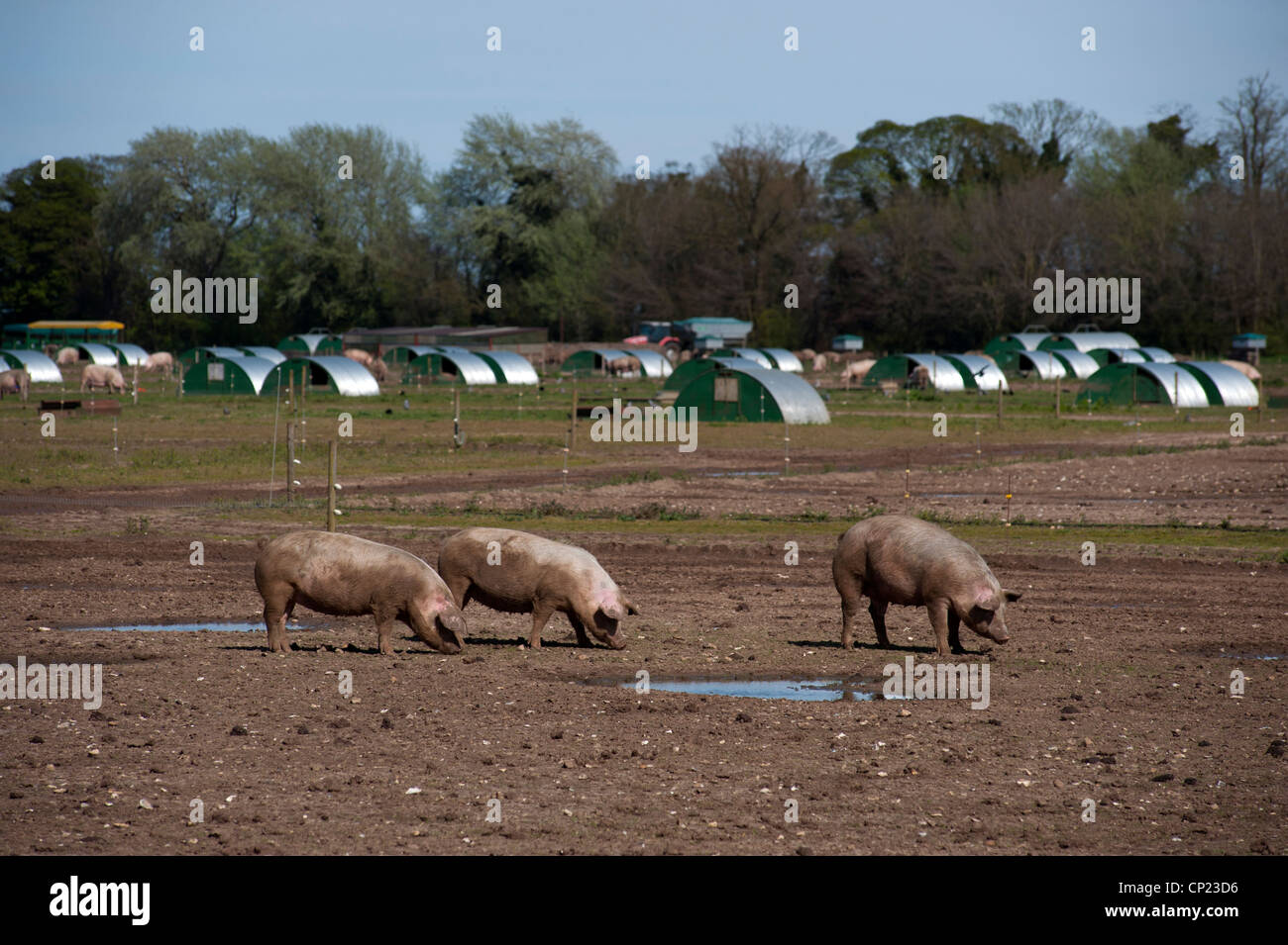 Thetford Range High Resolution Stock Photography and Images - Alamy