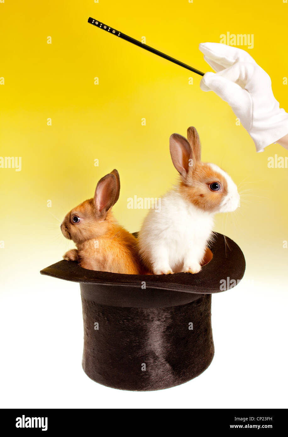 Magician with magic wand with two rabbits in a top hat Stock Photo - Alamy
