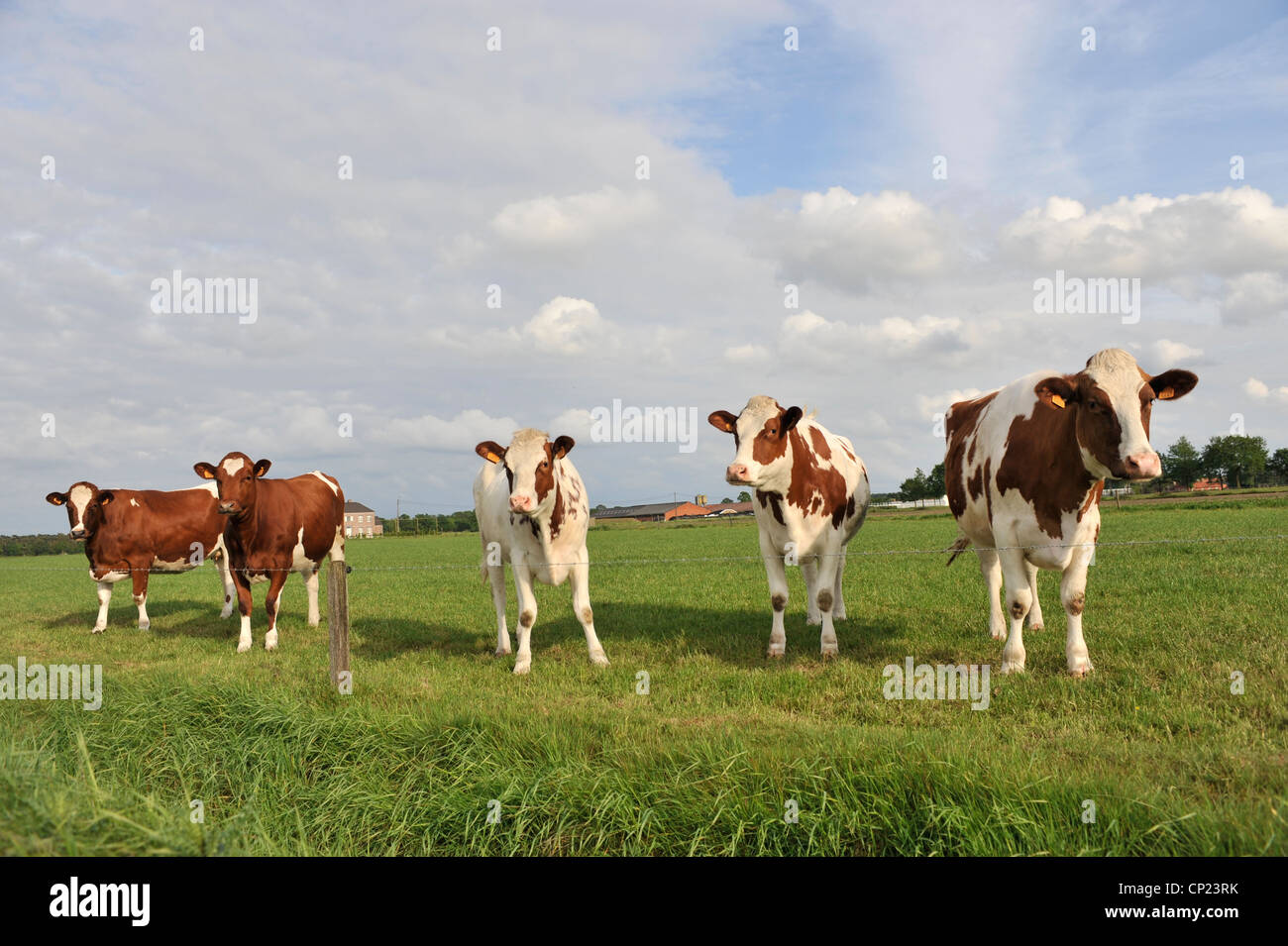 Portrait of five cows in a green meadow, Belgium Stock Photo - Alamy