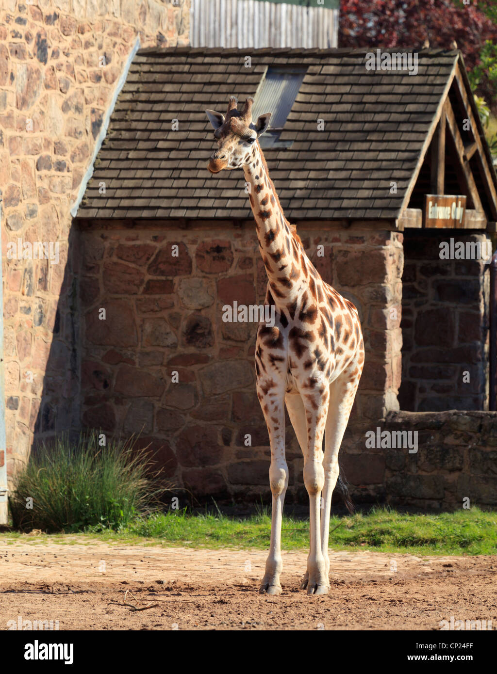 Giraffes at Chester Zoo Stock Photo - Alamy