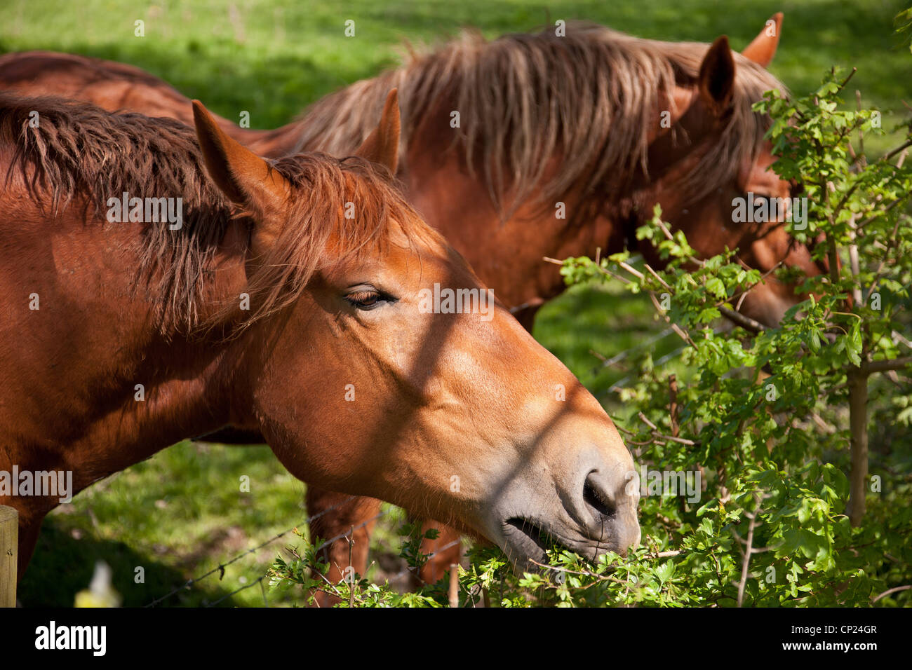 Close up of a British Suffolk Punch shire horse eating Stock Photo - Alamy