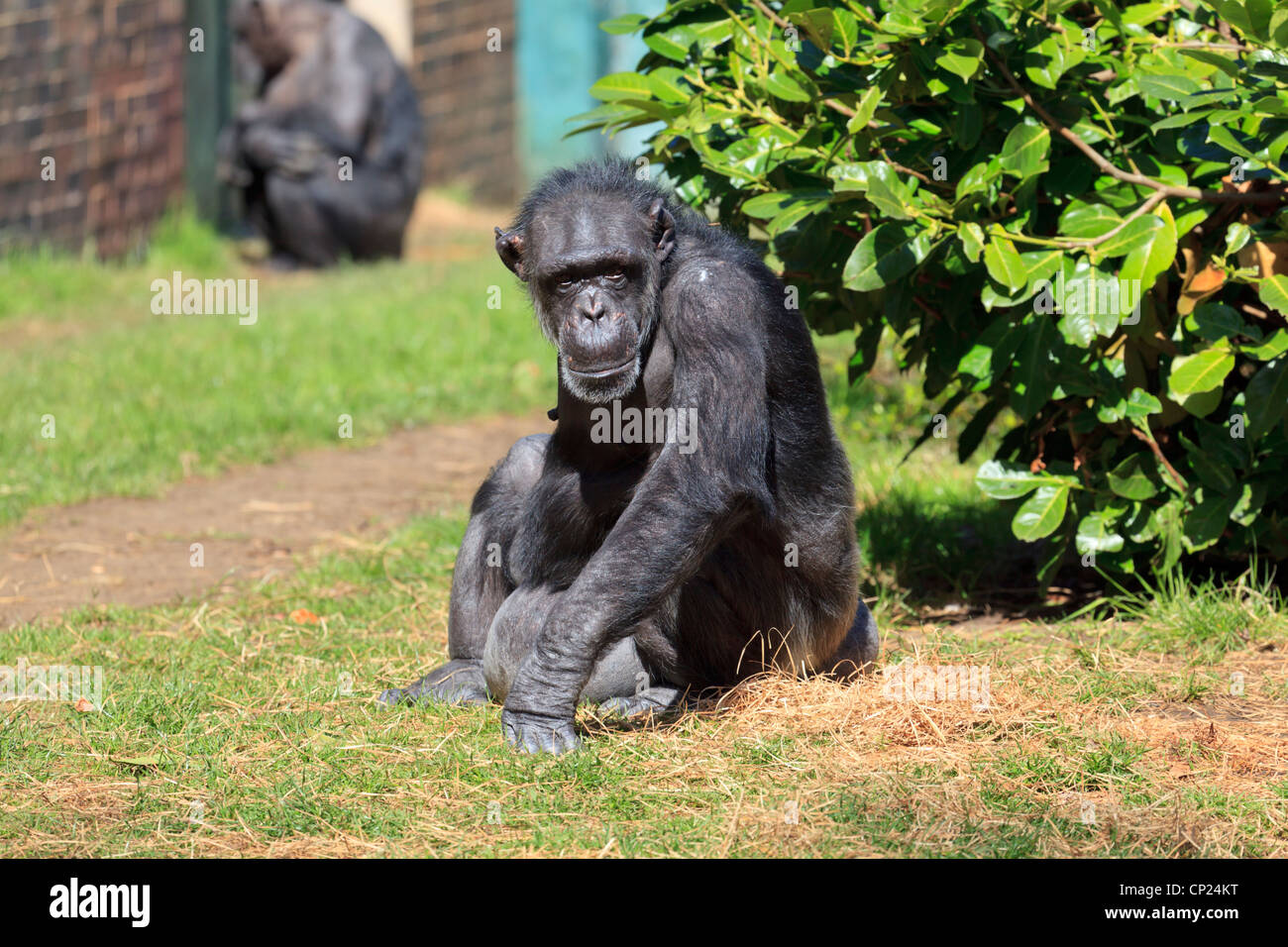 Zoo Chester Chimp High Resolution Stock Photography and Images - Alamy