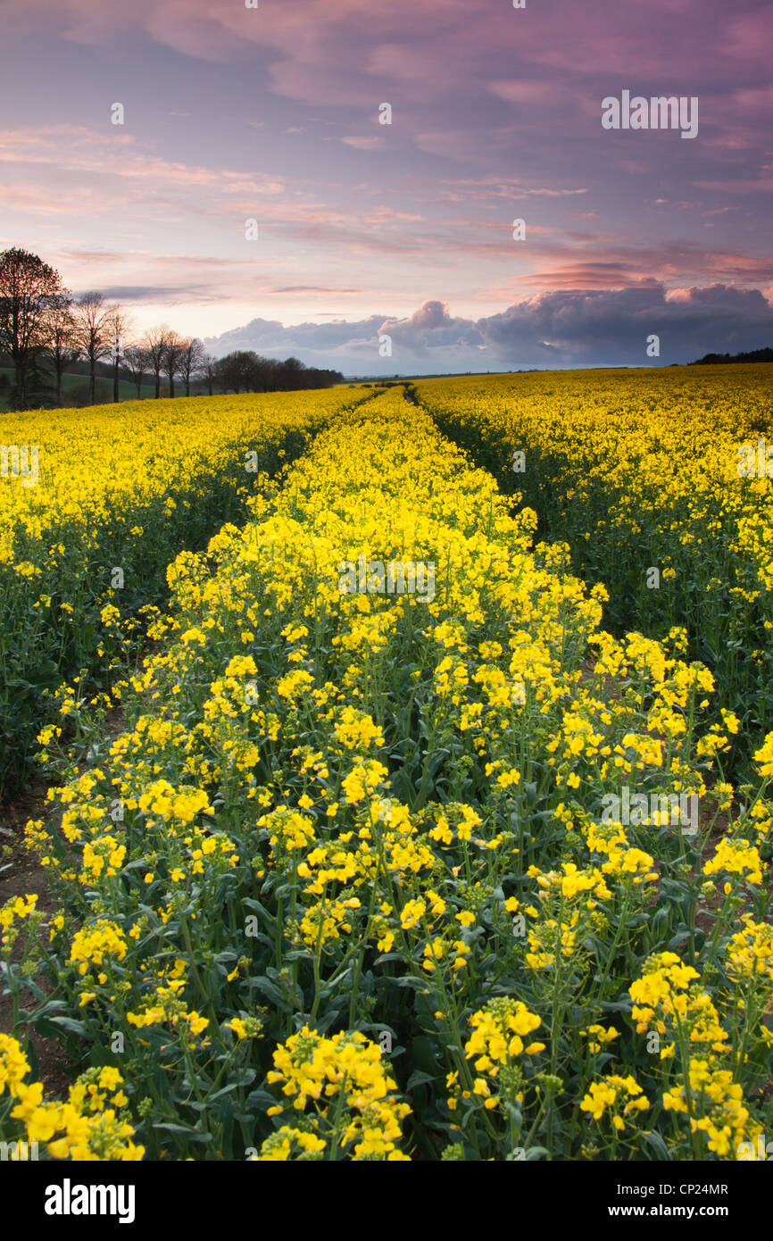 Rapeseed field uk hi-res stock photography and images - Alamy