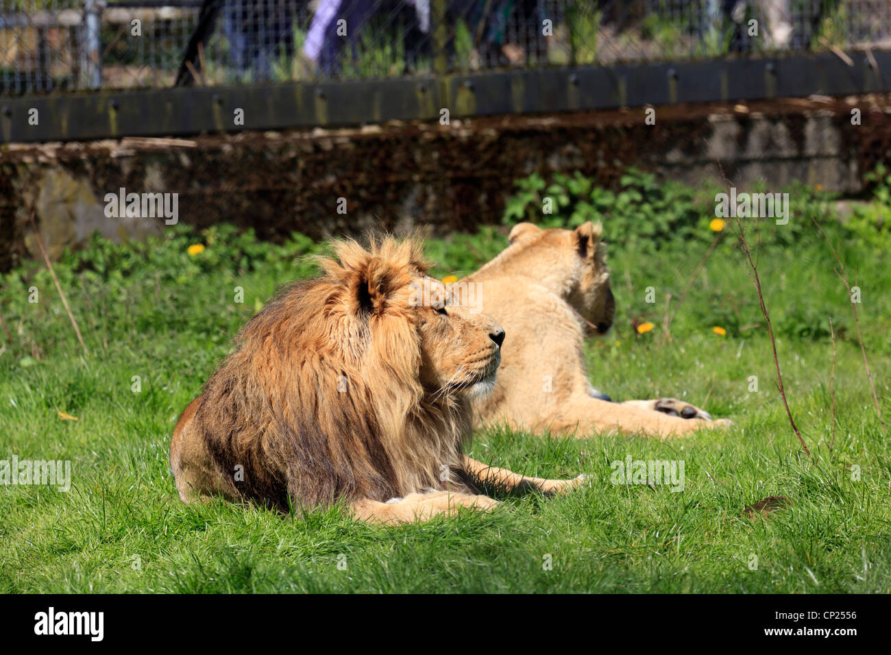 Lion Enclosure Zoo Stock Photos & Lion Enclosure Zoo Stock Images - Alamy