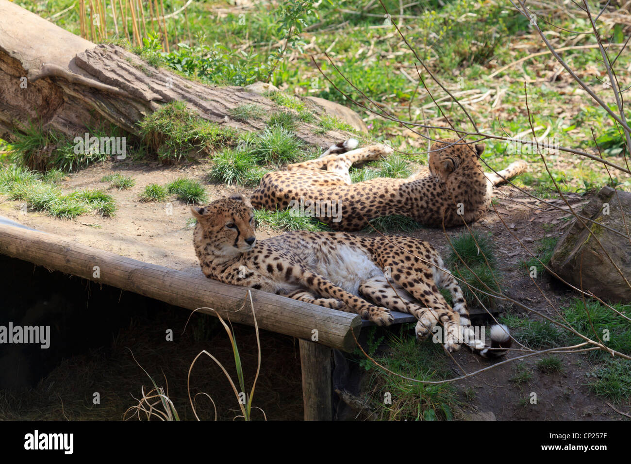 Cheetah zoo cage hi-res stock photography and images - Alamy