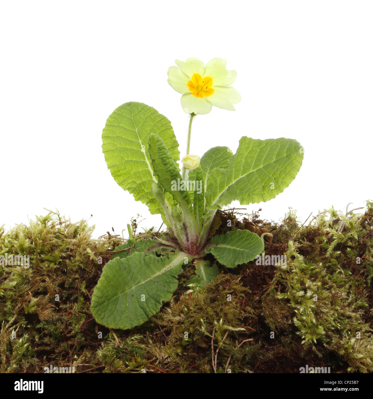 Single primrose plant and flower growing in moss against a white ...