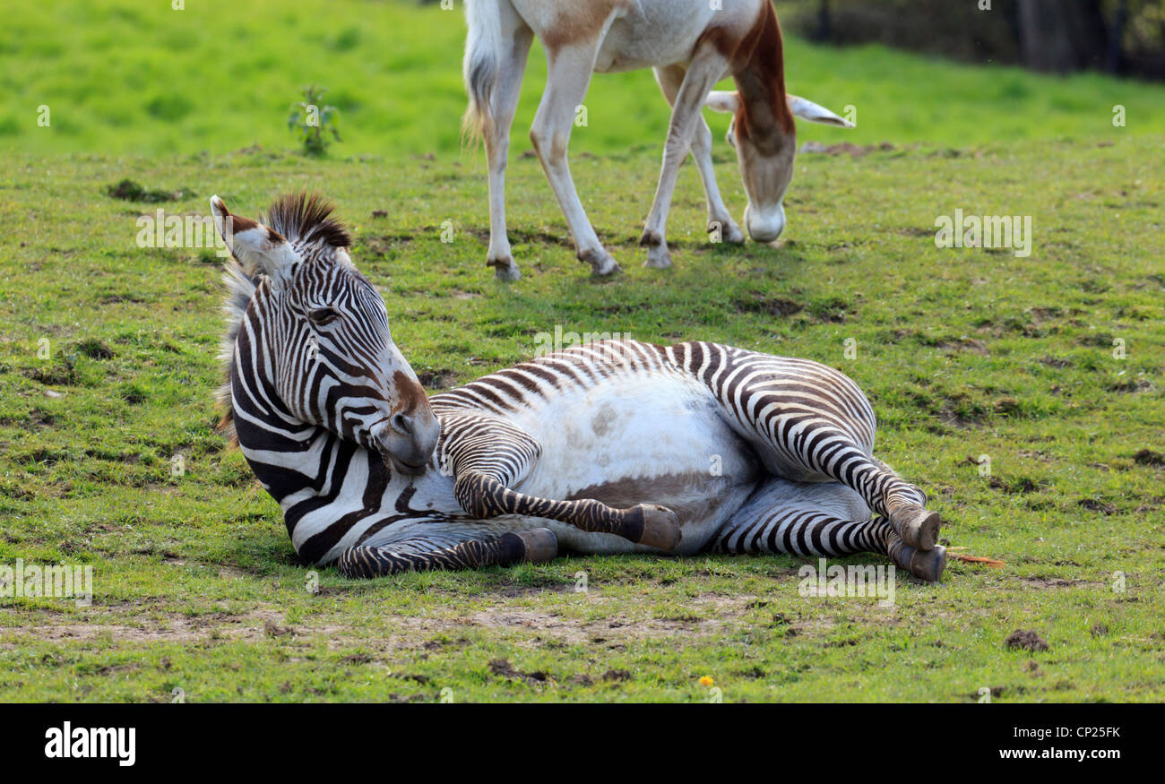 A Zebra at Chester Zoo Stock Photo - Alamy