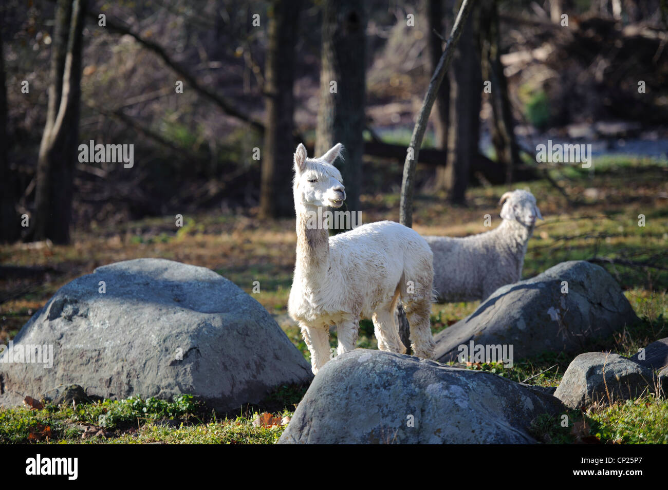 ALPACA AND ANGORA GOAT STANDING IN BOULDER FIELD Stock Photo - Alamy