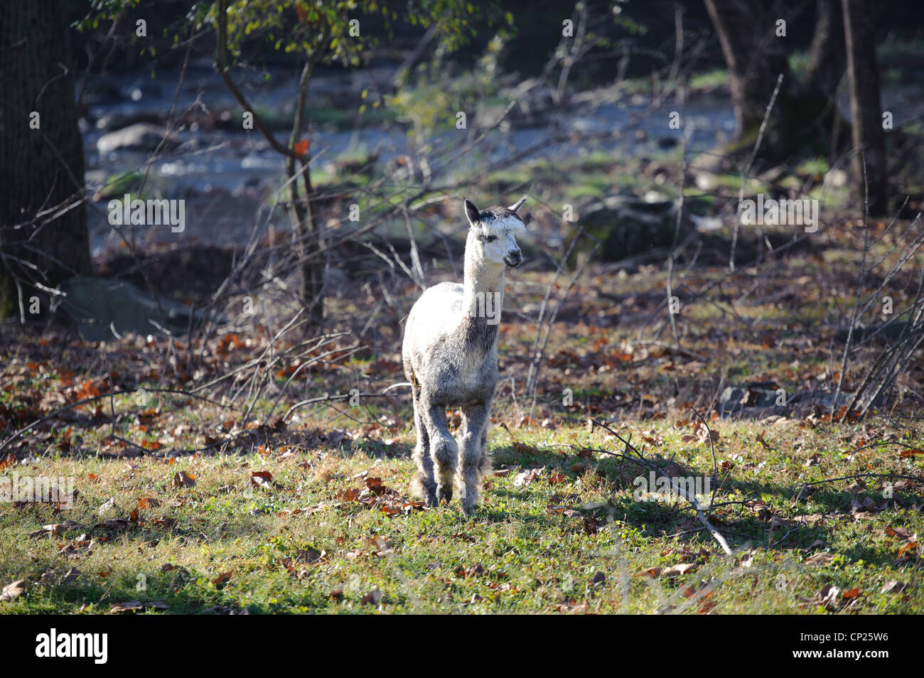 ALPACA STANDING IN FIELD Stock Photo - Alamy