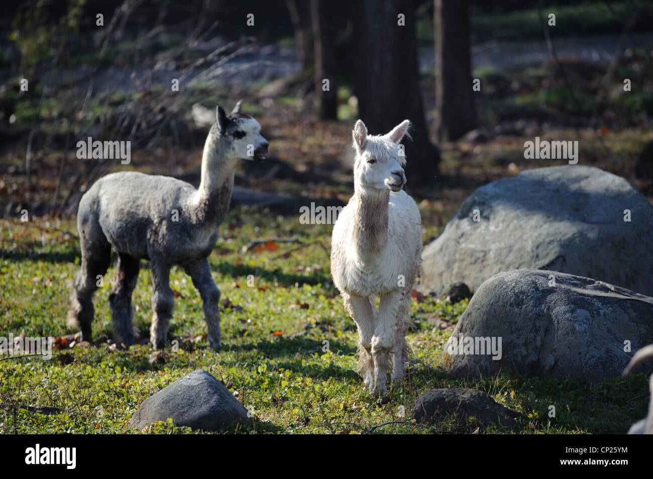 ALPACAS STANDING IN FIELD Stock Photo - Alamy