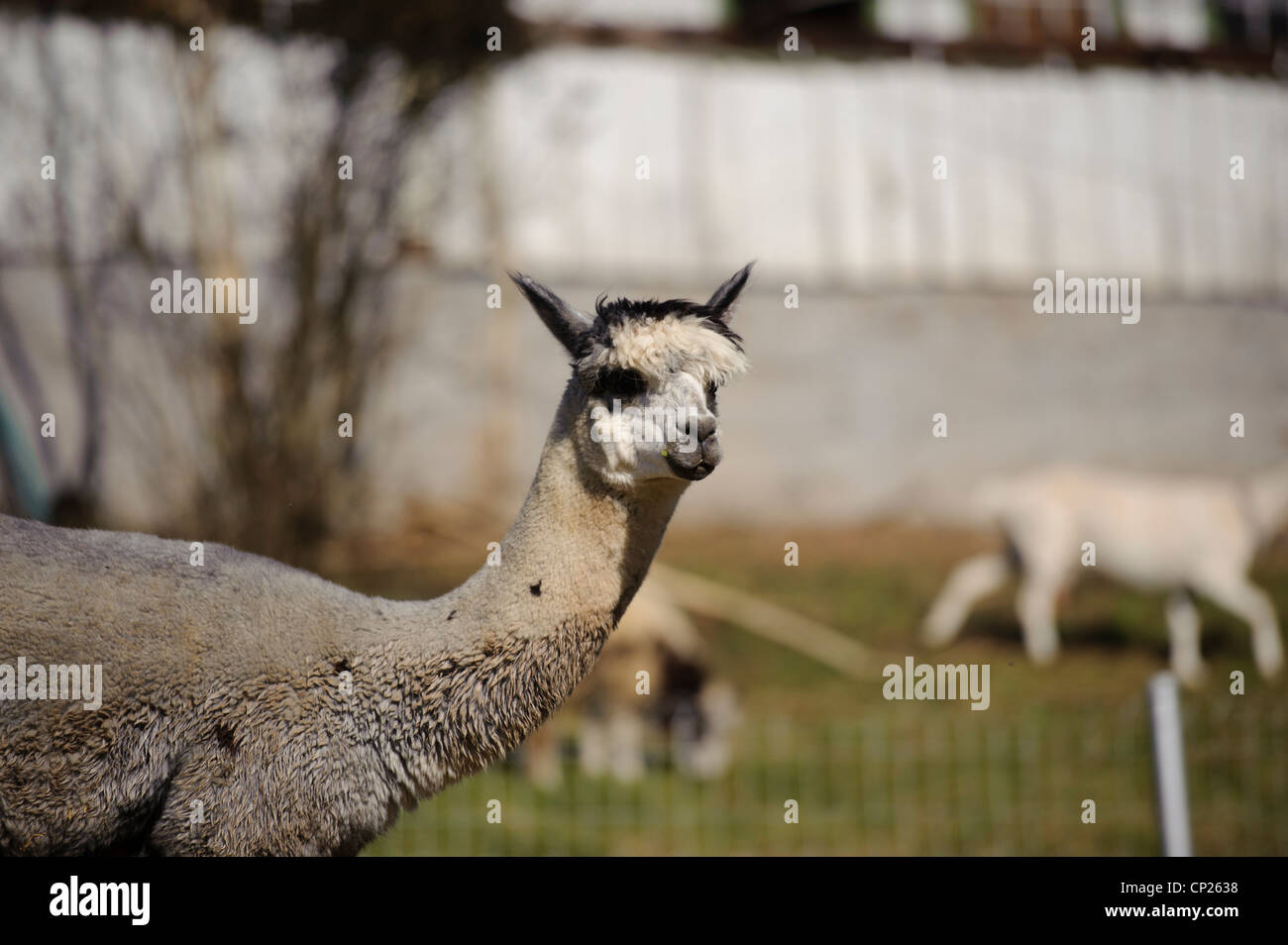 ALPACA STANDING IN PASTURE Stock Photo - Alamy