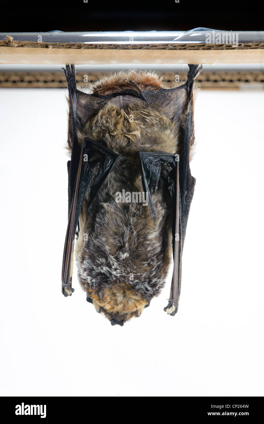 Hoary bat hi-res stock photography and images - Alamy