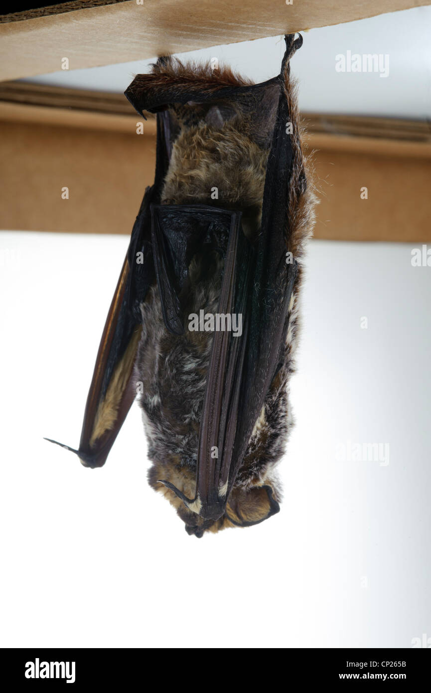 Vesper bat family hi-res stock photography and images - Alamy
