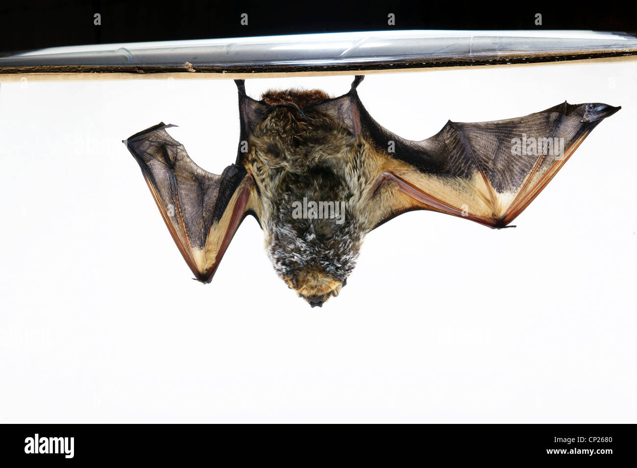 Hoary bat hi-res stock photography and images - Alamy