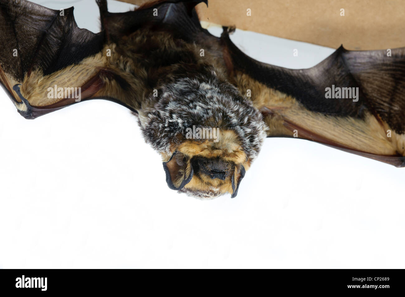 HOARY BAT (LASIURIS CINEREUS) HANGING CLOSE UP, STUDIO Stock Photo - Alamy
